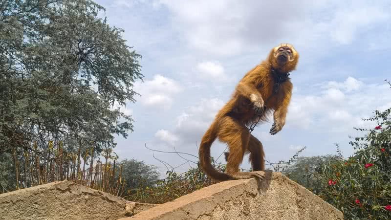 Macaco-prego-galego: saiba como está o animal que foi resgatado em AL