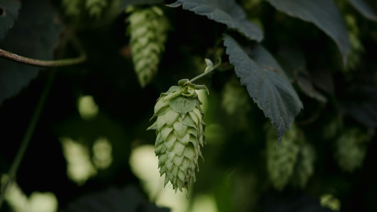 Conhecendo o lúpulo, a planta que dá sabor a cerveja