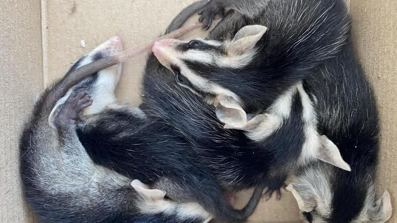 IMA alerta sobre a importância dos cassacos para o meio ambiente e o ...