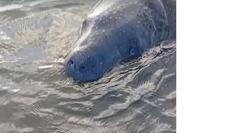 Peixe-boi é encontrado com marcas de golpes de facão, no Pontal do Peba