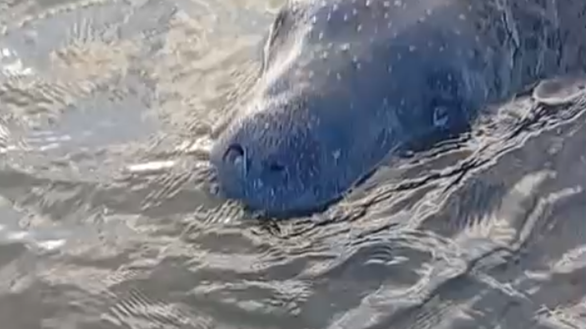 Peixe-boi é encontrado com marcas de golpes de facão, no Pontal do Peba