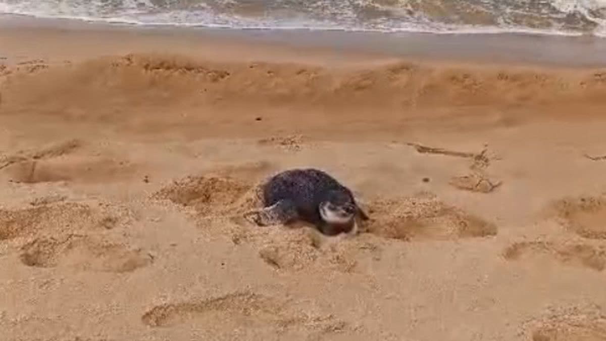 Pinguim na areia? Animal é resgatado após encalhar na Praia do Gunga ...
