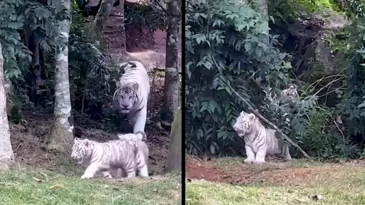 Três tigres brancos raros nascem em zoológico brasileiro
