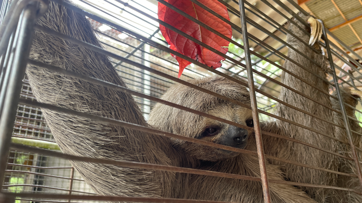 Bicho-preguiça flagrado em van: veja o estado do animal e qual será o ...