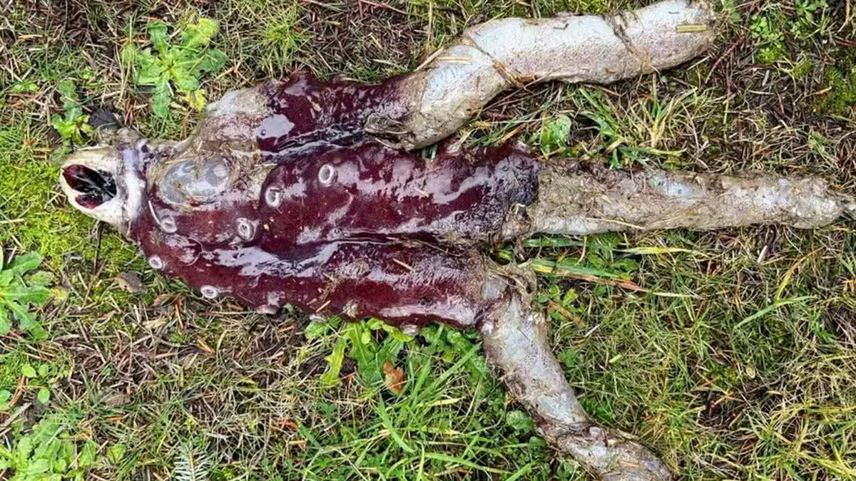 Banhista encontra criatura bizarra e bastante rara em praia na Escócia ...