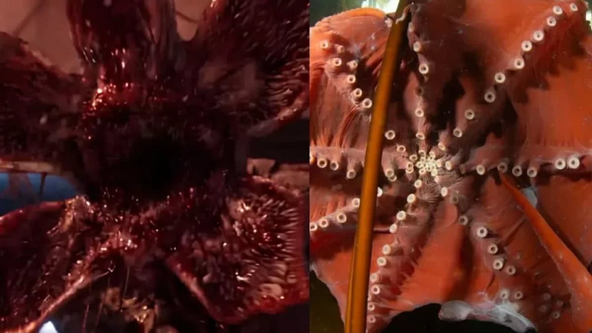 Demogorgon da vida real? Criatura rara com 7 braços é encontrada na Escócia