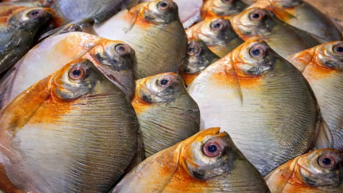Doença de Haff é confirmada em três pessoas após consumo de peixe no ...