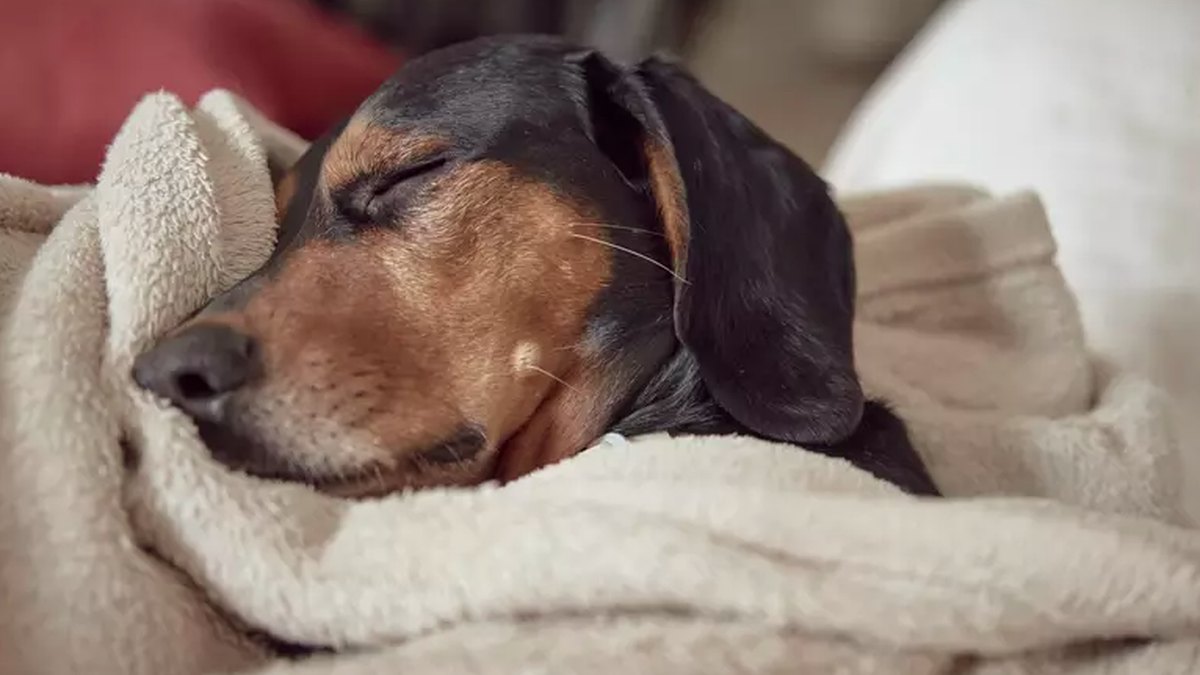 Onde os cães devem dormir no frio? Especialistas alertam para erros comuns