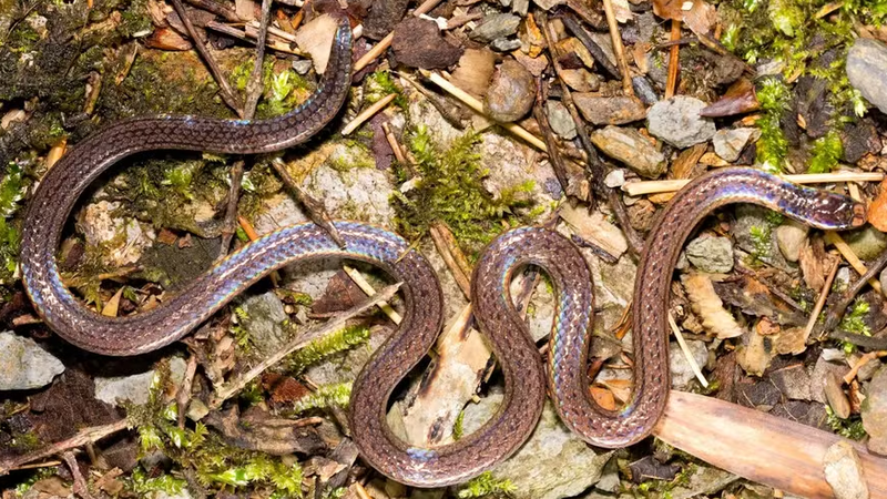 Cobra de “duas cabeças” descoberta na China intriga cientistas