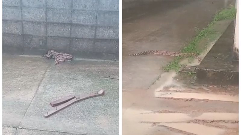 Vídeo: jiboia de mais de 2 metros é encontrada em área residencial no ...