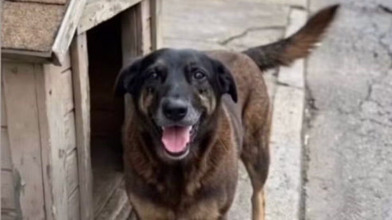 MP-SC conclui que cão Orelha não morreu por agressão de adolescentes ...