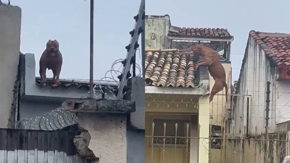 Pitbull solto em telhado gera tensão e medo entre moradores de ...