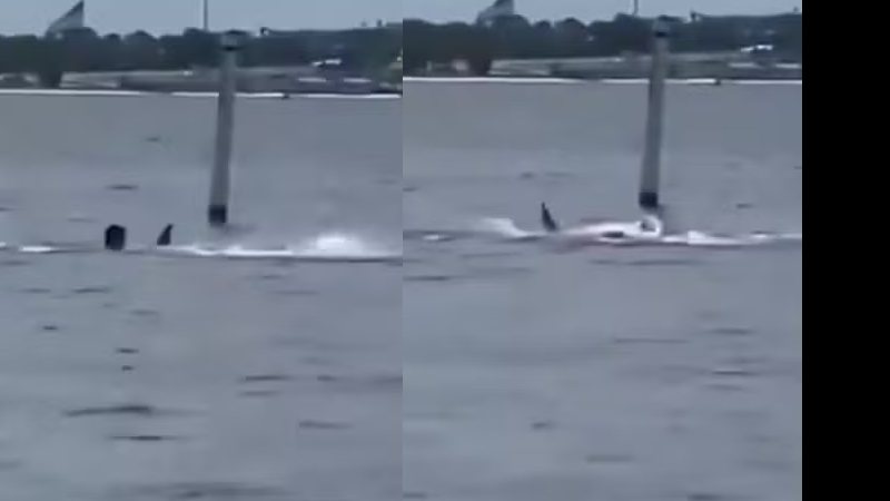 Vídeo mostra funcionário da Marinha sofrendo ataque de tubarão nos EUA