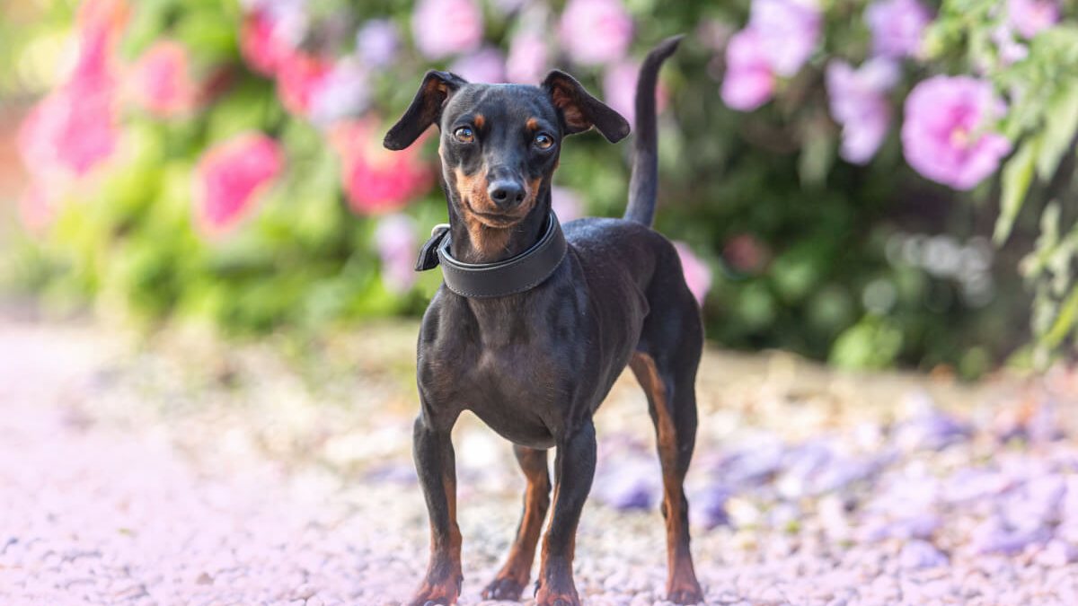 14 curiosidades sobre o cachorro da raça pinscher
