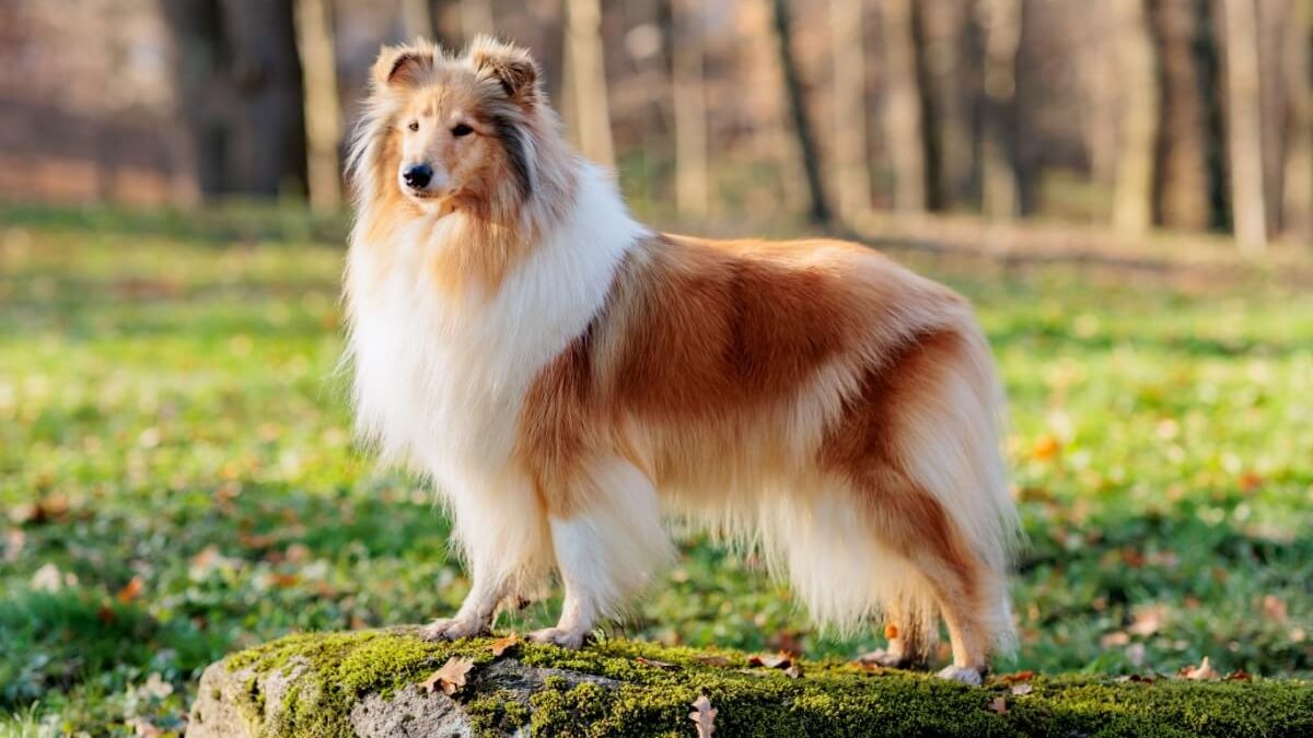 4 características do cachorro da raça rough collie