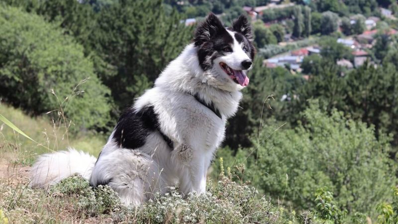 4 características do cachorro da raça yakutian laika
