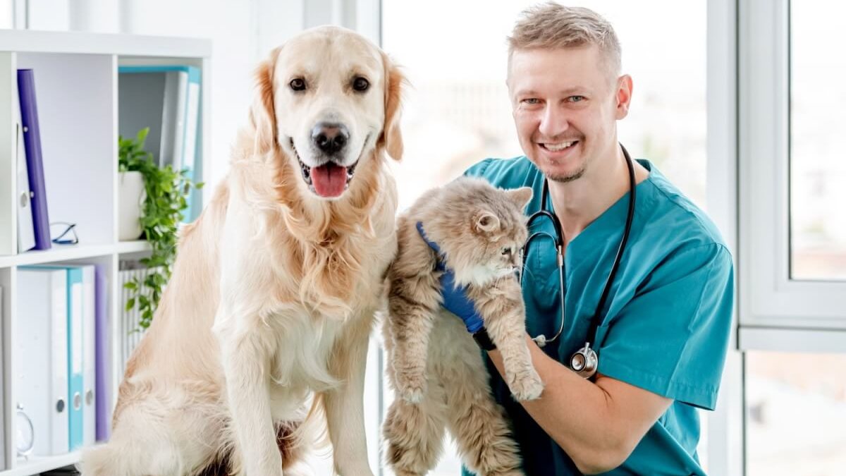 6 motivos para manter o check-up dos animais em dia