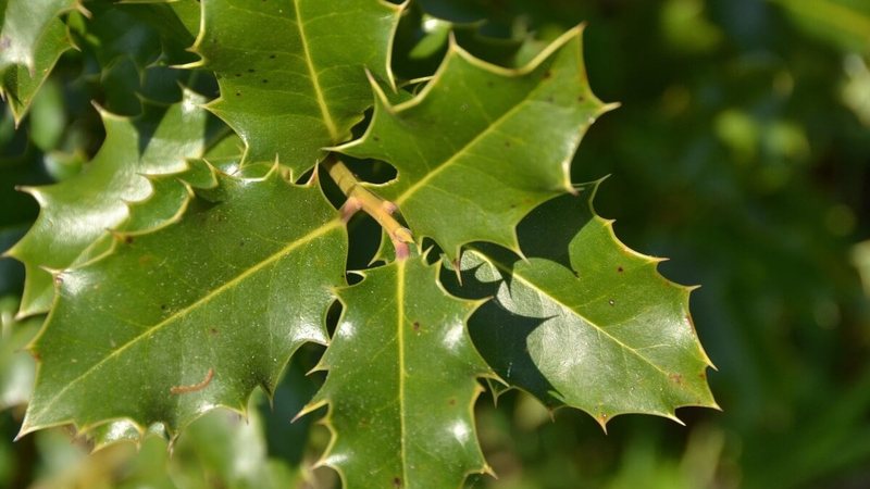 8 benefícios da espinheira-santa para a saúde e como usá-la