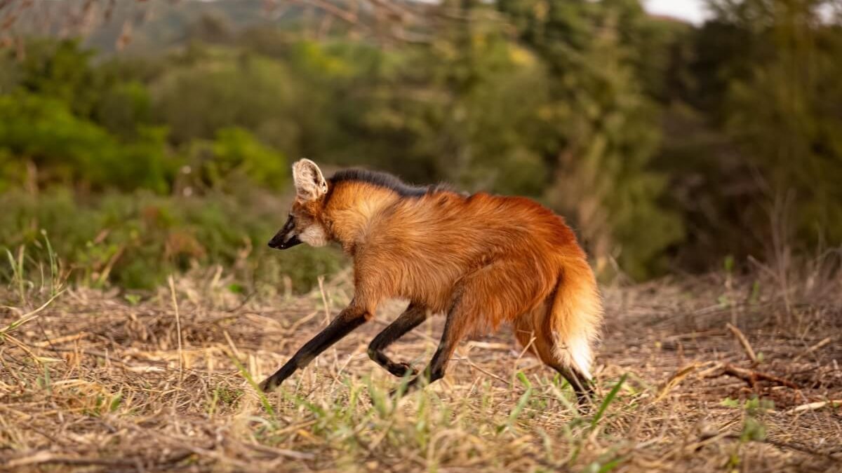 8 curiosidades incríveis sobre o lobo-guará