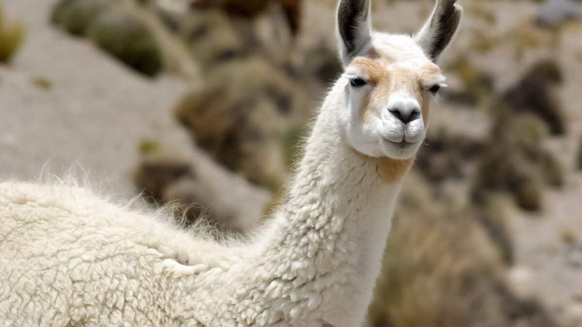 8 curiosidades interessantes sobre as lhamas