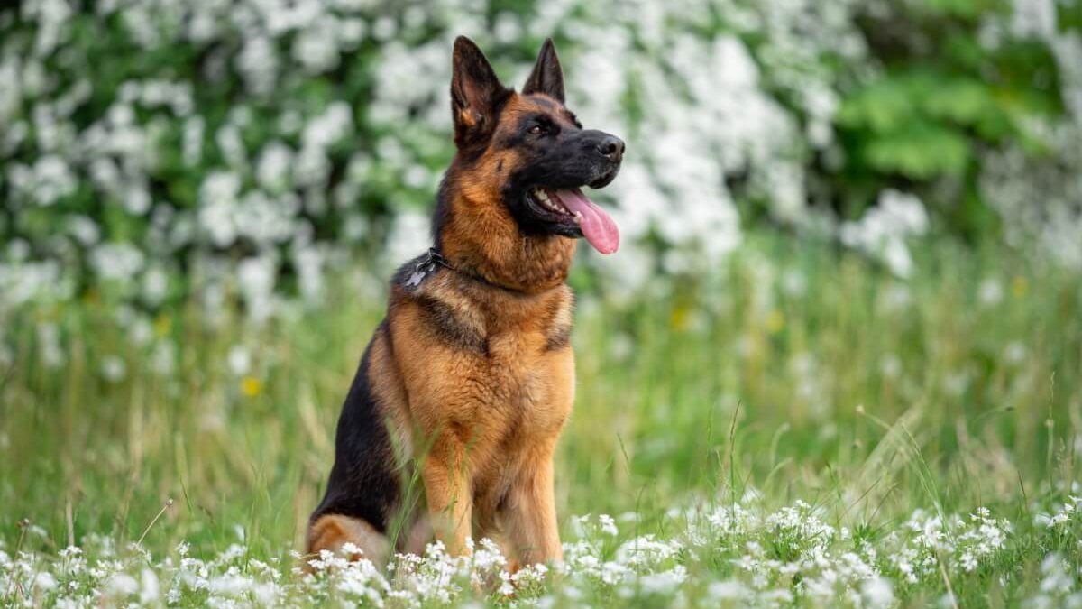 8 raças de cachorro originárias da Alemanha