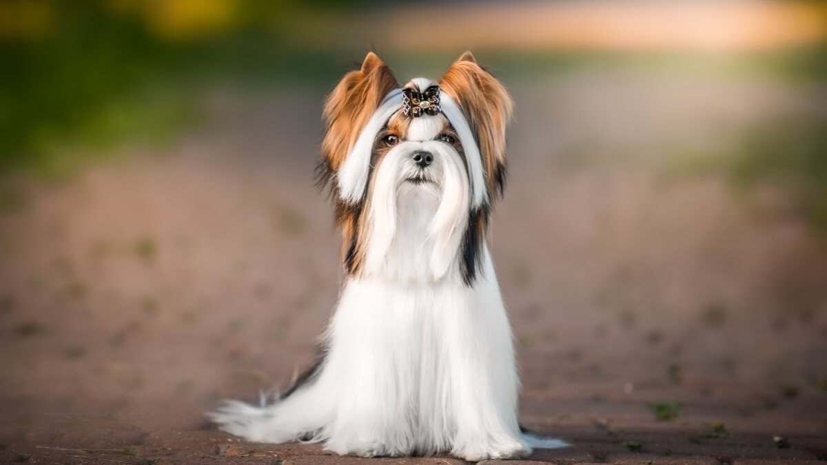 Biewer terrier: conheça as características do cachorro dessa raça