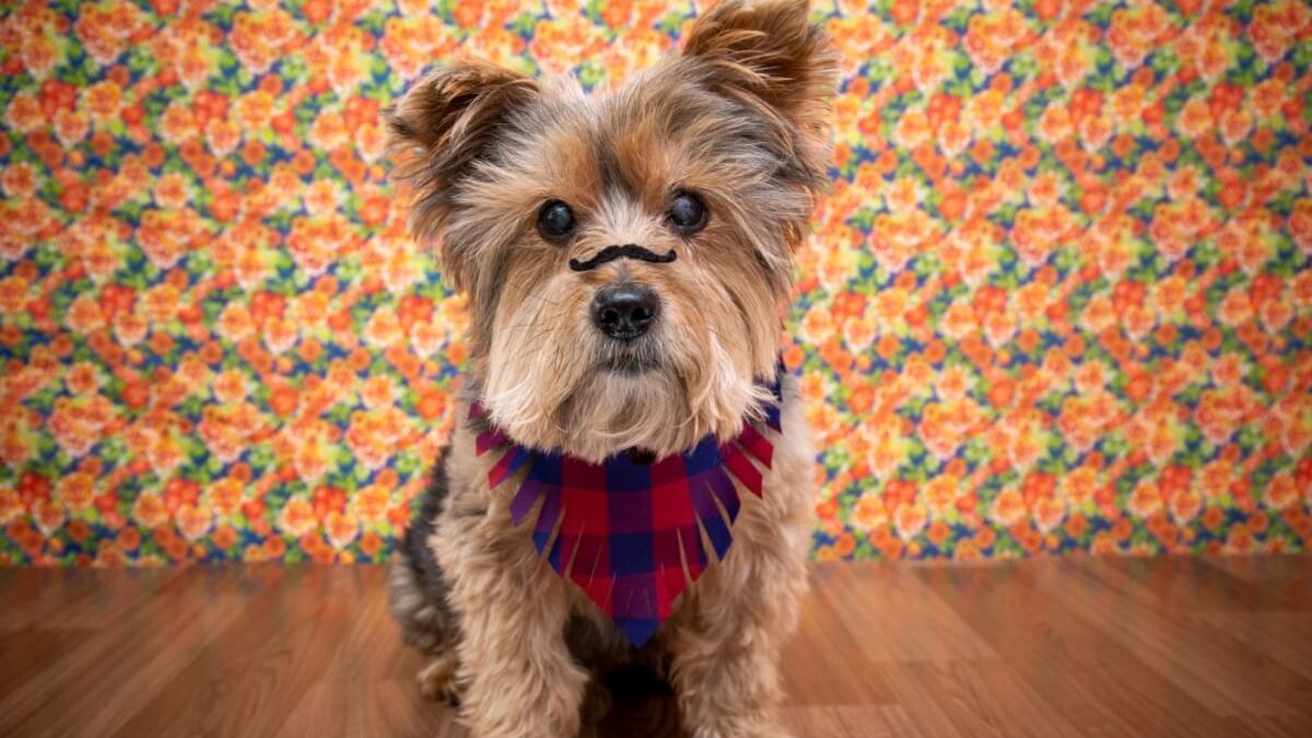 Festa junina: veja alimentos e bebidas típicos perigosos para cães e gatos