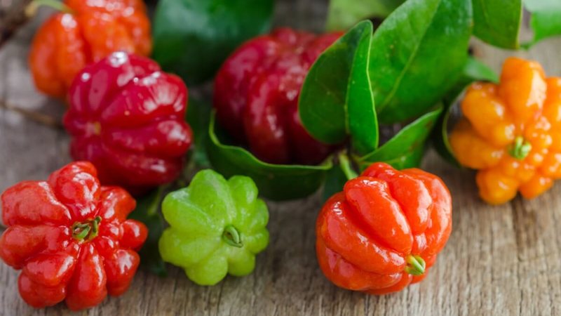 Pitanga: como cultivar em pequenos espaços e aproveitar seus benefícios ...