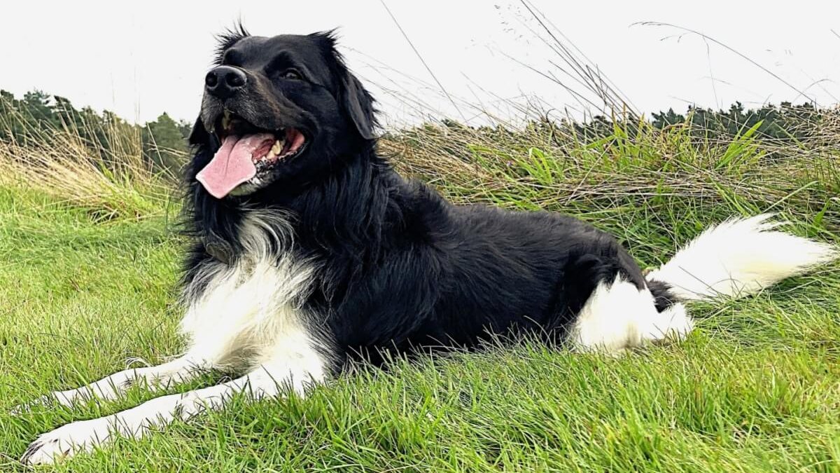 Stabyhoun: conheça as características do cachorro dessa raça