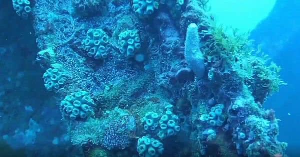 Coral-sol: espécies invasoras são registradas pela 1ª vez no mar de AL ...