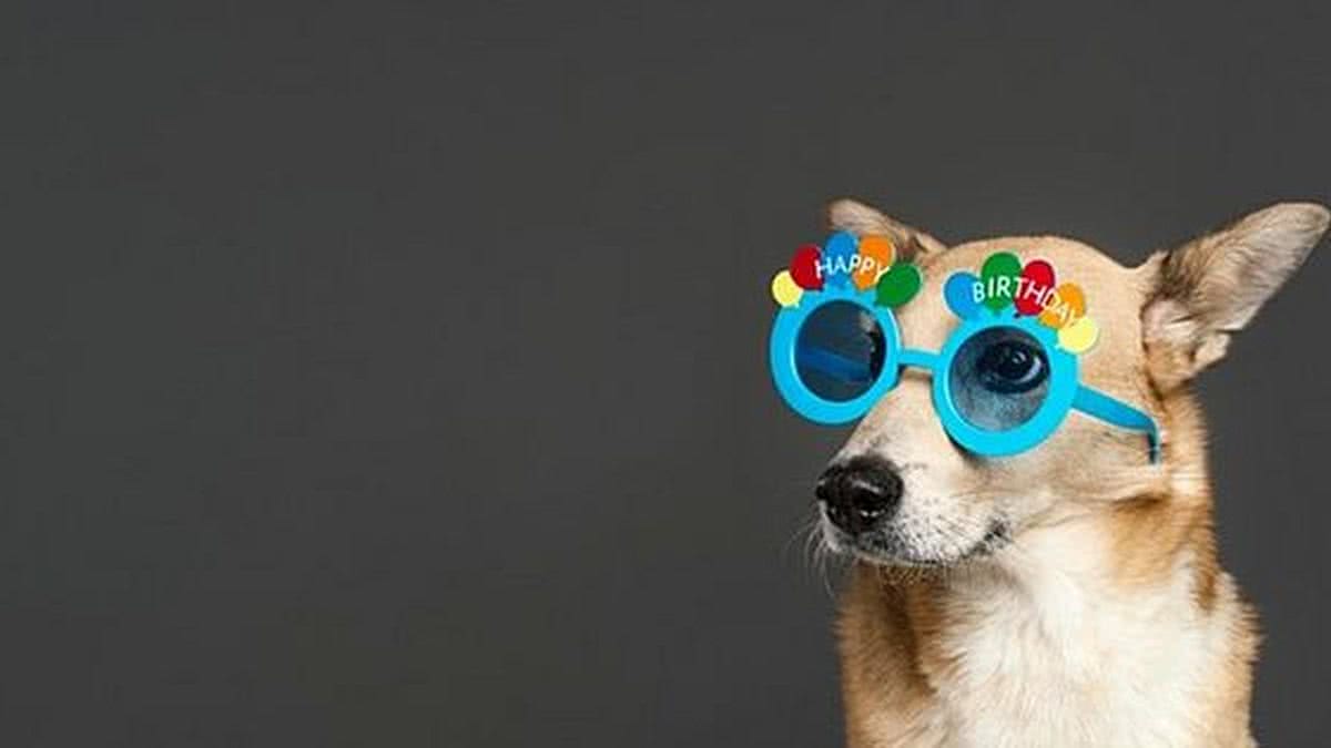 10 dicas para aproveitar o Carnaval com o seu cachorro