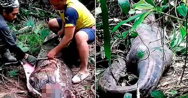 Corpo de mulher é encontrado dentro de cobra píton gigante na Indonésia