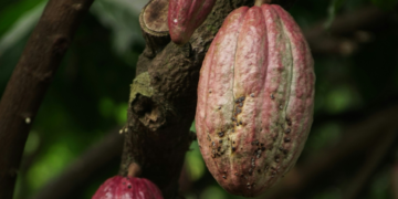 Preço do chocolate pode subir no Brasil após alerta envolvendo o cacau